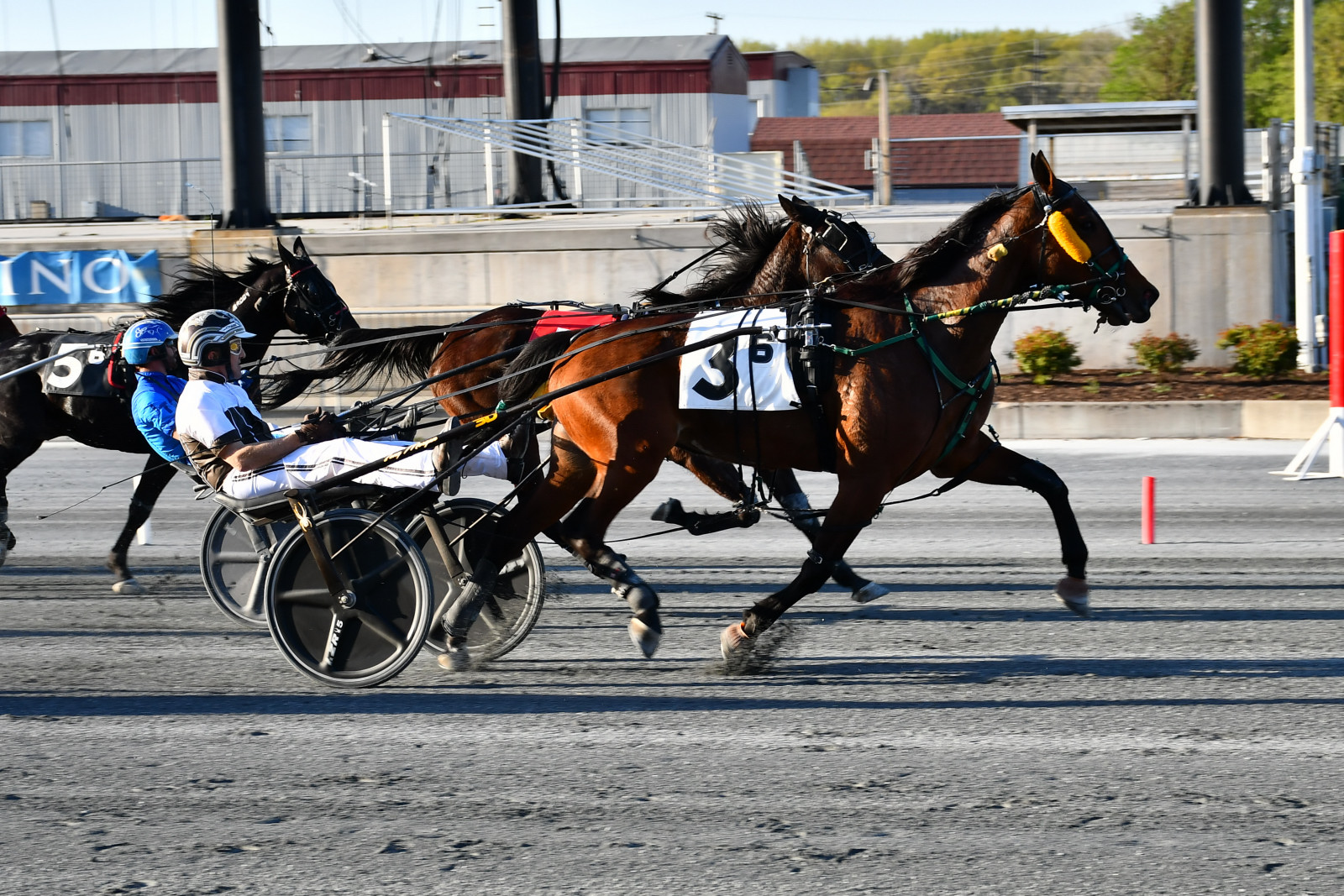 Skyway Bebop takes Open Trot at Harrington on Wednesday night – U.S ...