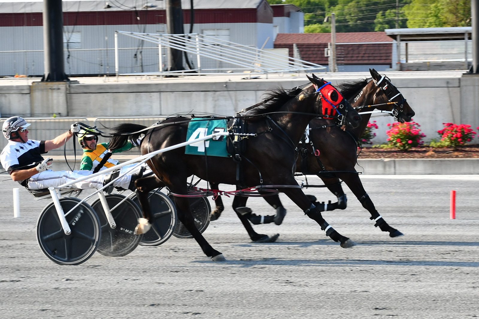 Grand Cayman Wins Harrington Open – U.S. Trotting News