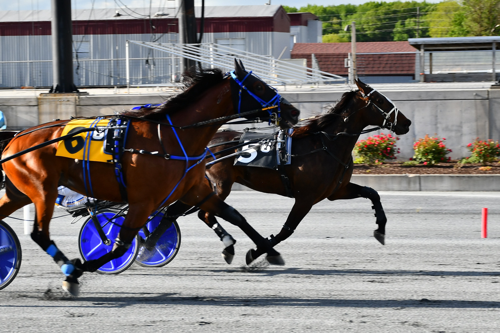 Northern Express headlines Harrington Wednesday – U.S. Trotting News