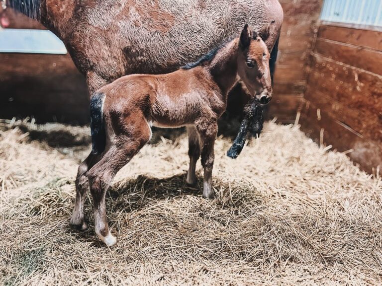 First foal by Action Uncle born at Midland Acres – U.S. Trotting News
