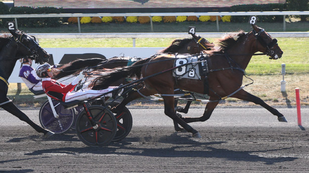 Track record for Captain Optimistic, Swingtown springs to victory in ...