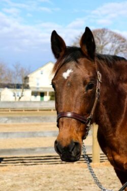 BJ’s Squall, 27, dies – U.S. Trotting News