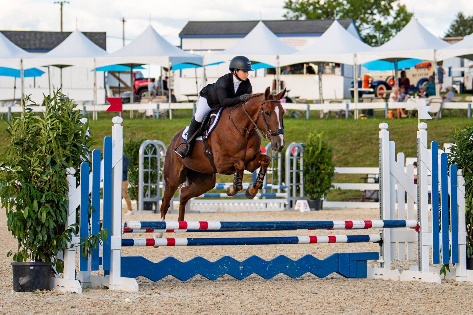 2024 SIP divisional winners announced – U.S. Trotting News
