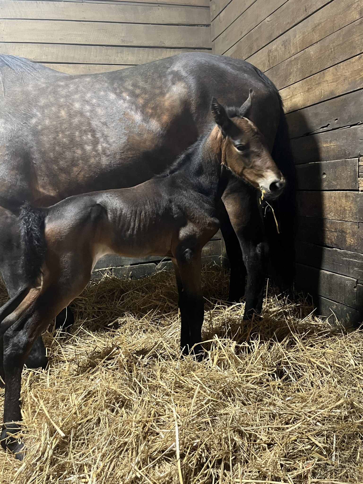 Full sister to Jiggy Jog S born at Winning Key Farm – U.S. Trotting News