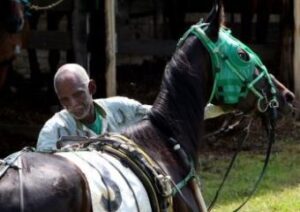 Patton family freshmen show potential – U.S. Trotting News