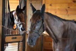 Smedshammer duo set for Hambletonian, Oaks challenges – U.S. Trotting News