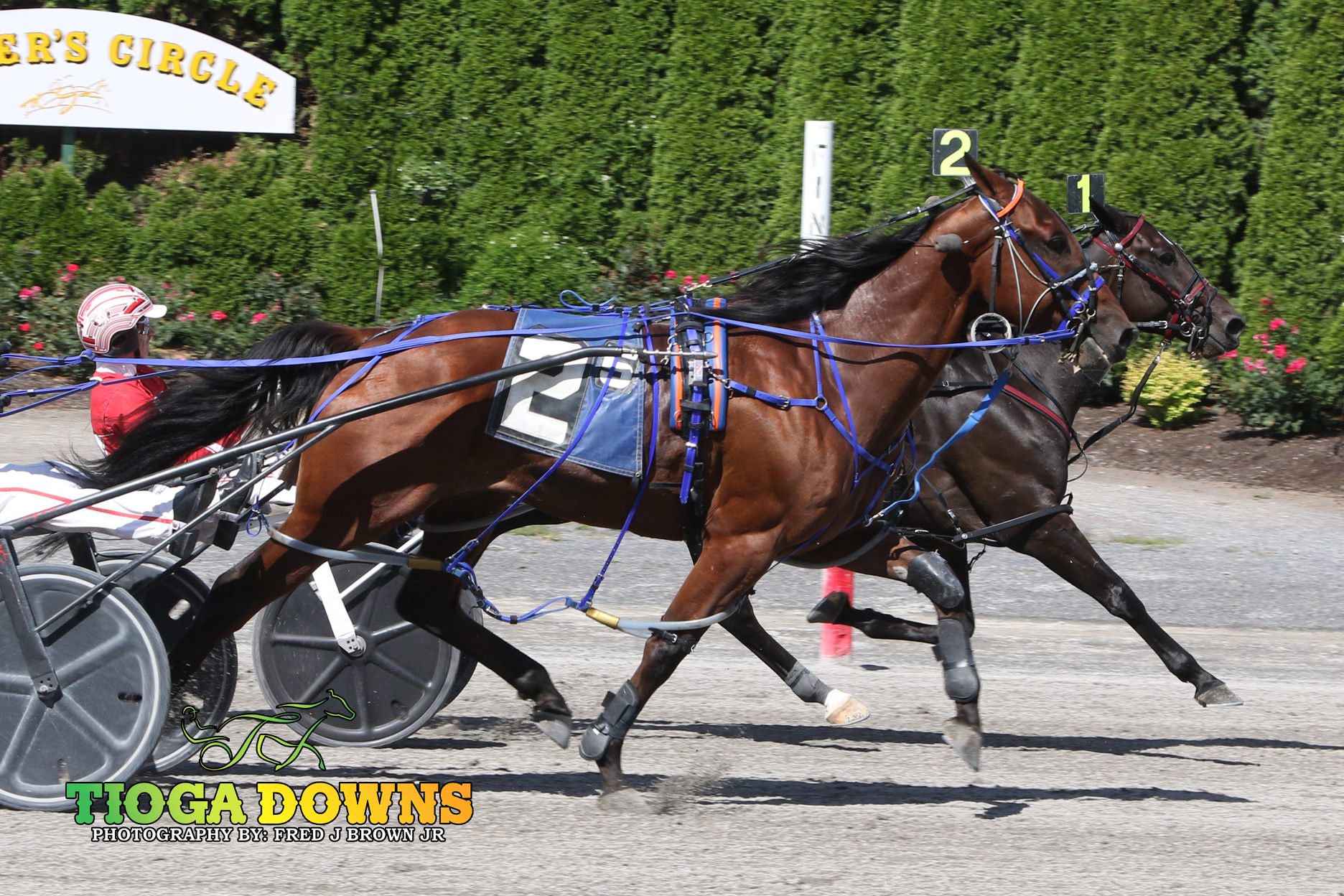 Typhoon Banner N wins feature at Tioga – U.S. Trotting News